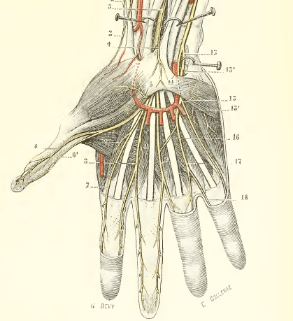 L’ostéopathie et la tendinite du pouce – Osteopath Manual Practitioner ...